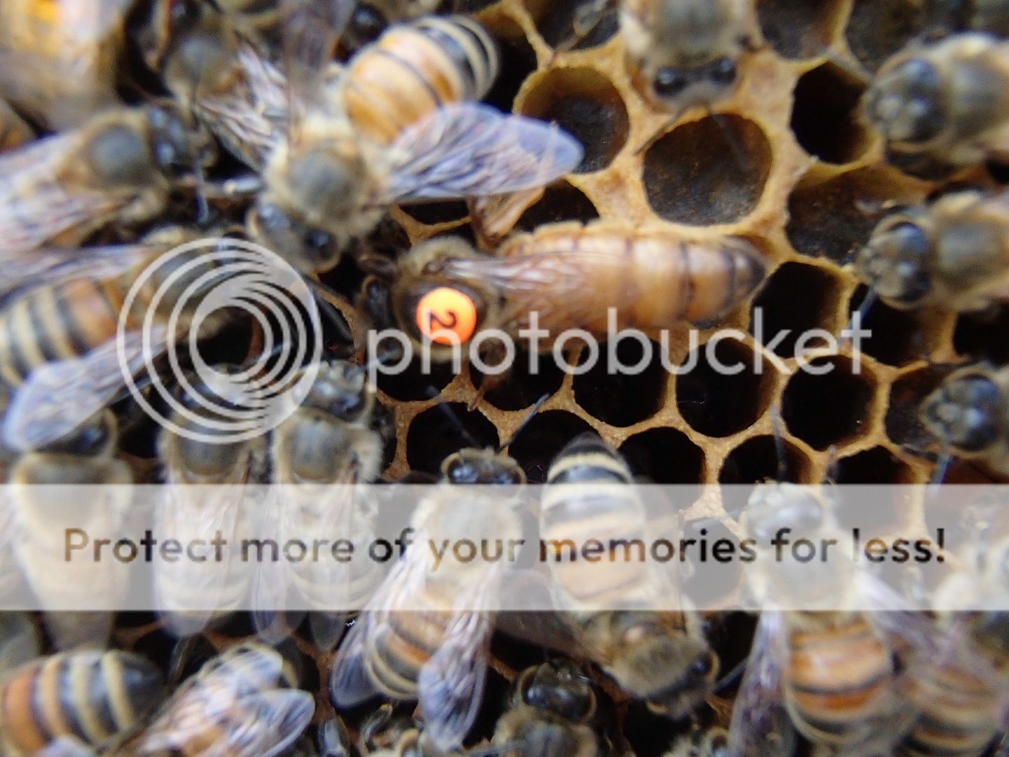 Small Queen Cells | Beesource Beekeeping Forums